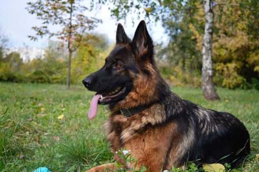 Schæferhund - Læs alt om hunderacen schæfer her!