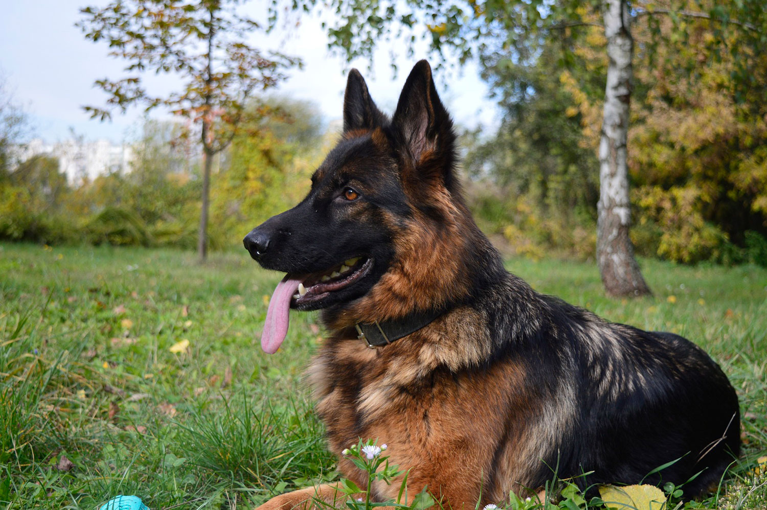 Schæferhund - Læs alt om hunderacen schæfer her!