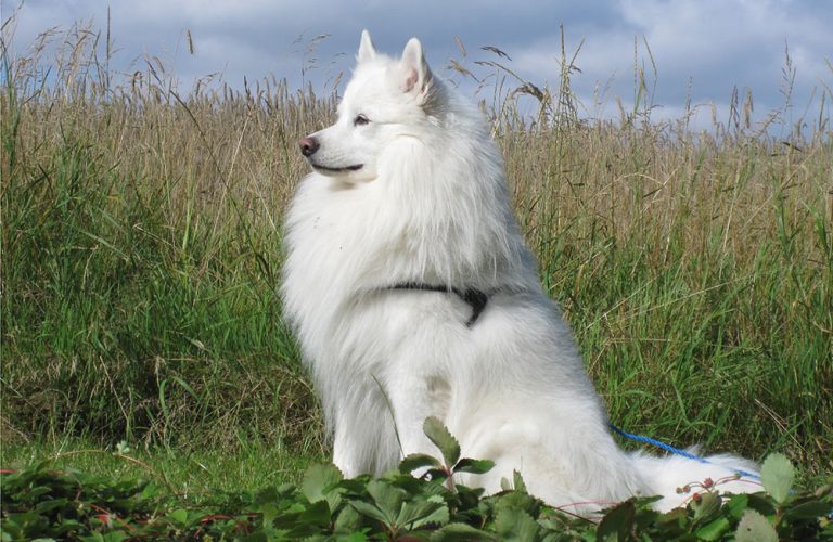 Dansk spids - Læs om hunderacen!